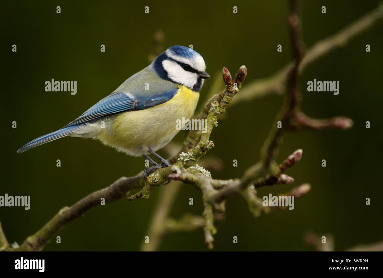 tree garden bird birds apple tree wildlife gardens singing-bird blue ...