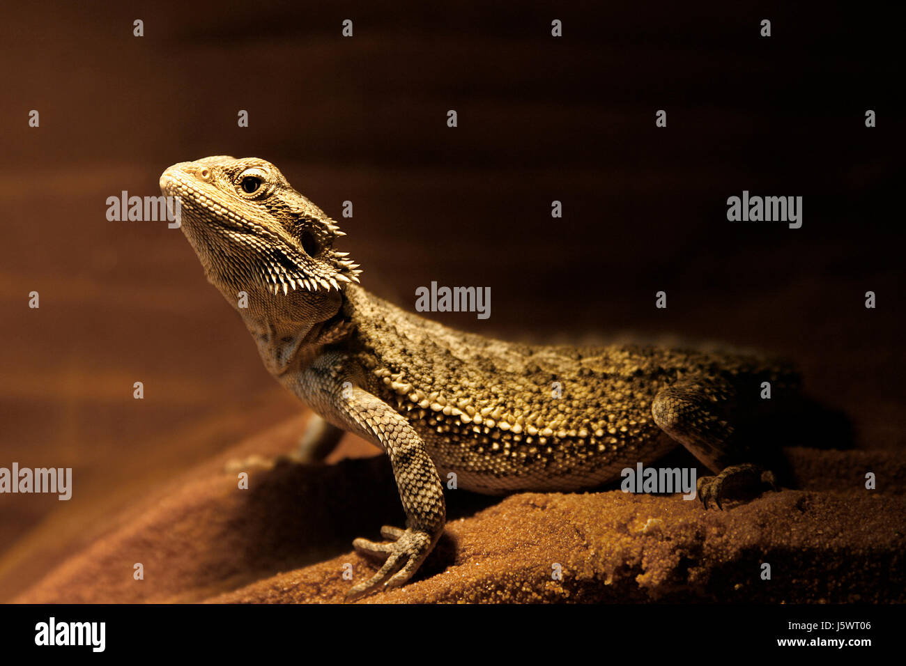 reptile saurian terrarium dragon reptile saurian hovel terrarium ...