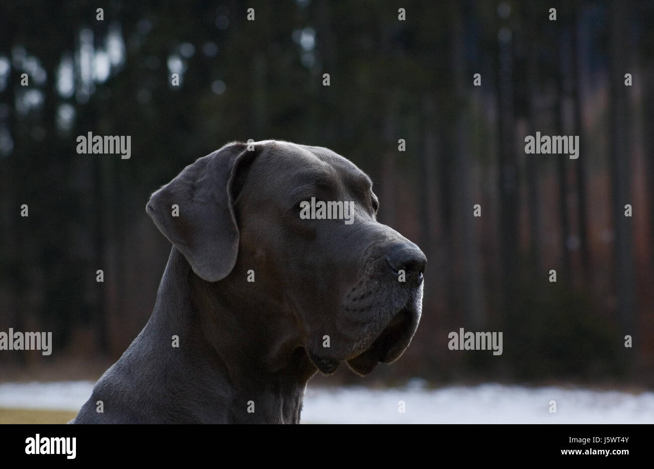 german great dane dog blue Stock Photo - Alamy