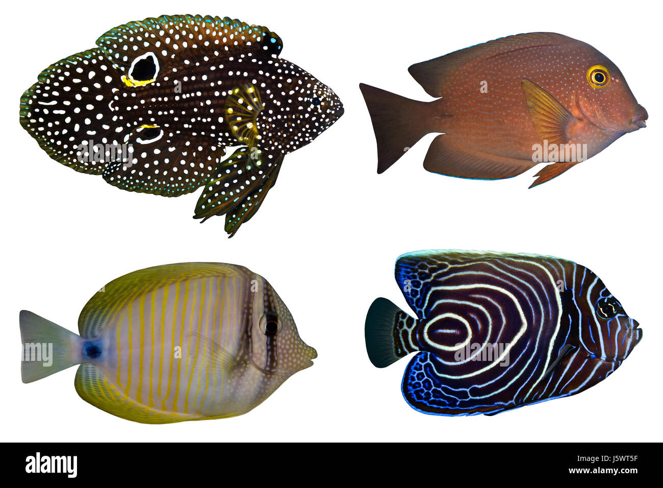 animal pet aquarium fish underwater dive tropical water animal pet ...