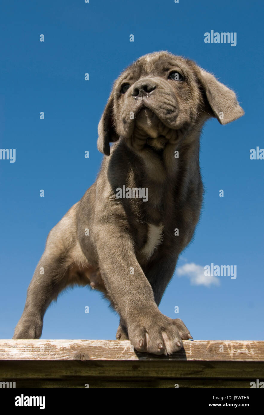 cane dog puppy italian mastiff beautiful beauteously nice big large ...