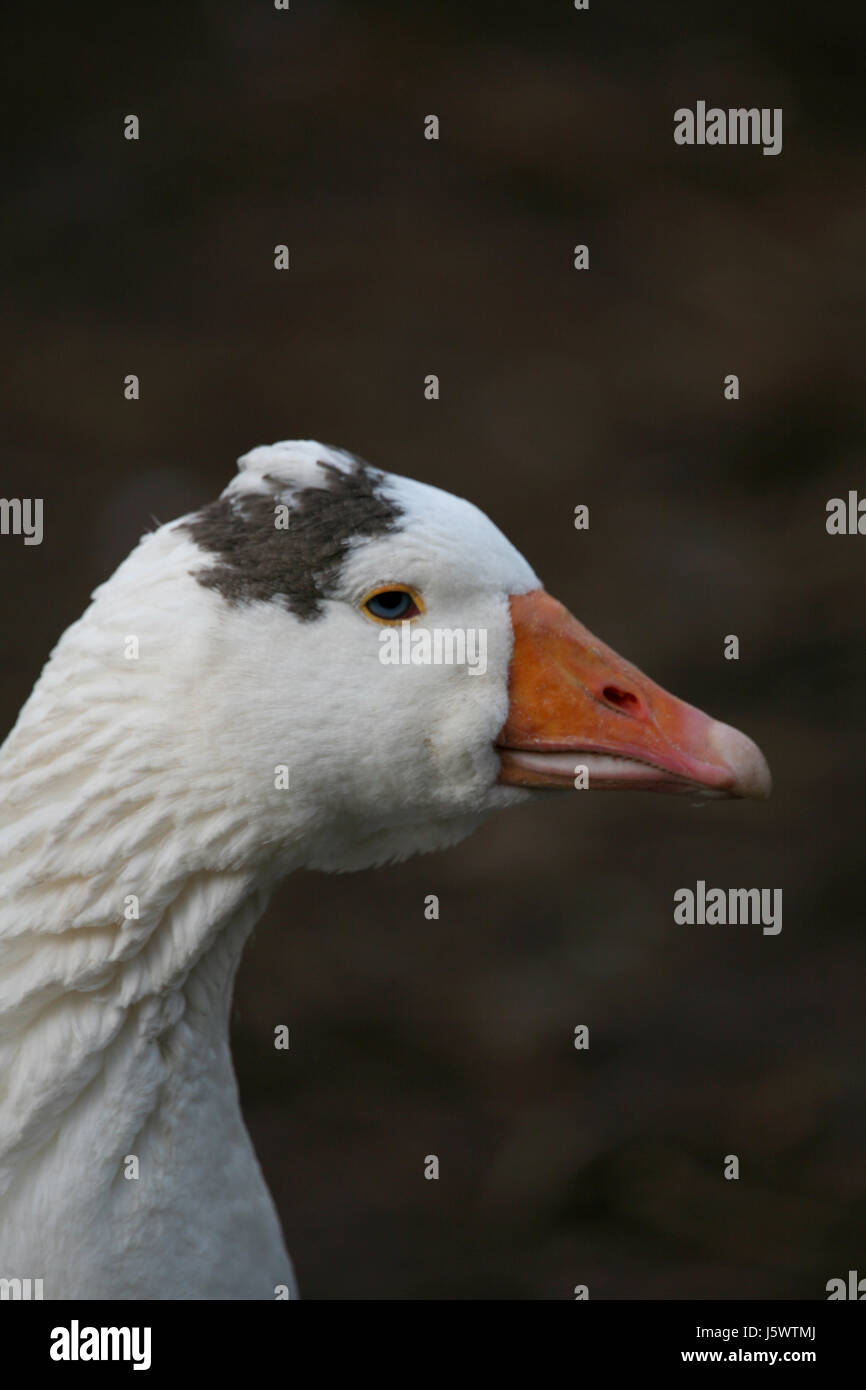 geese poultry farm animal goose blue bird agriculture farming portrait ...