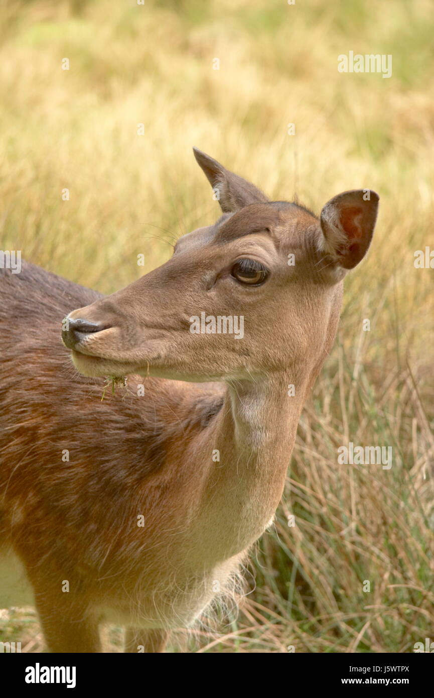 animal wild glade deer roe macro close-up macro admission close up view ...