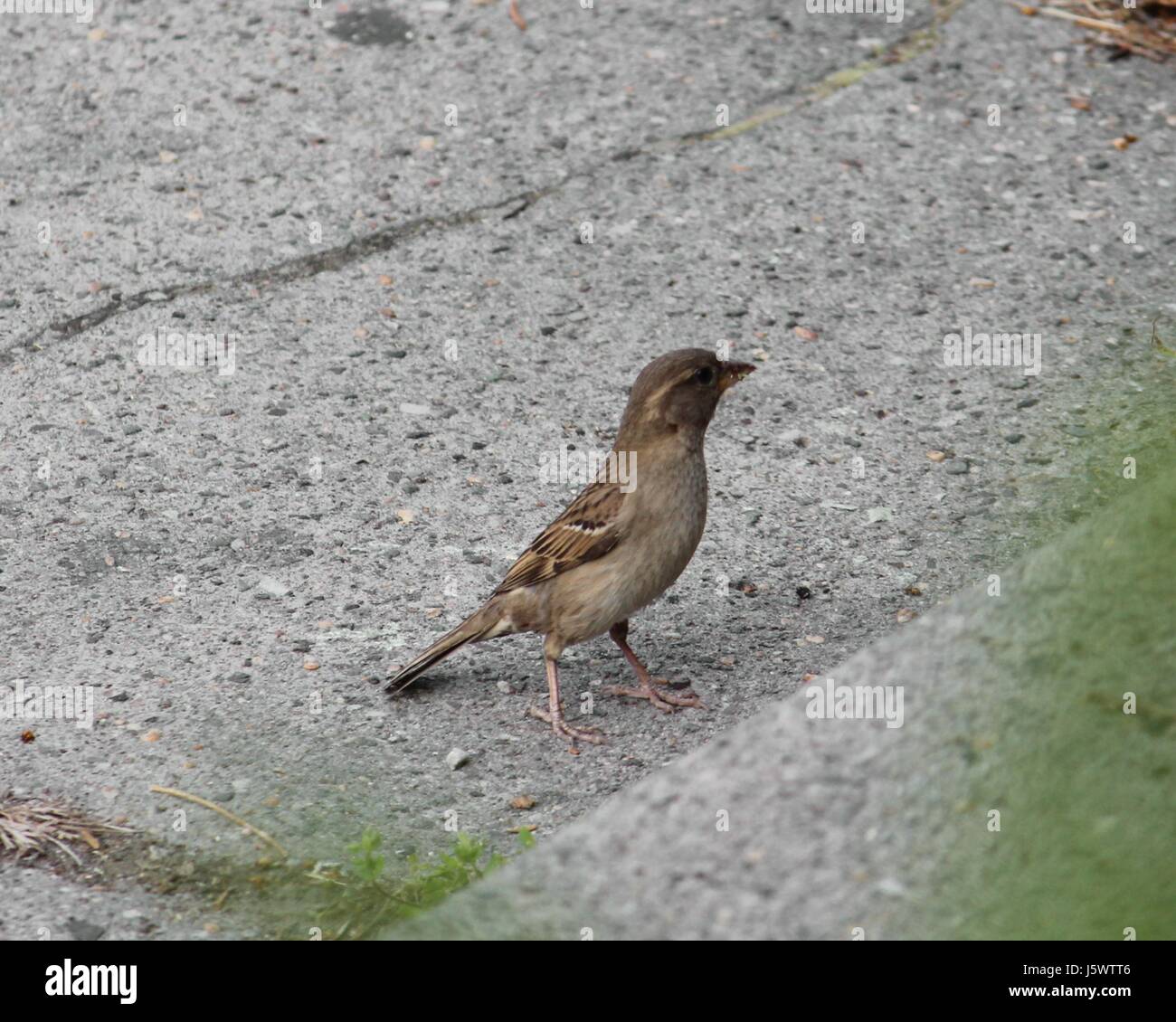 Philly bird hi-res stock photography and images - Alamy