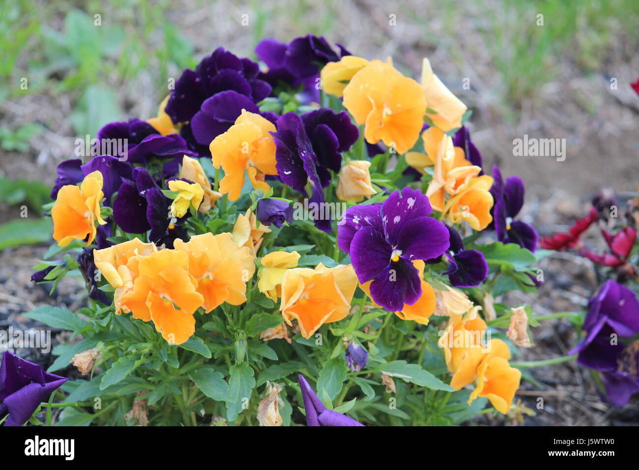 Spring Flowers in Bloom Stock Photo - Alamy