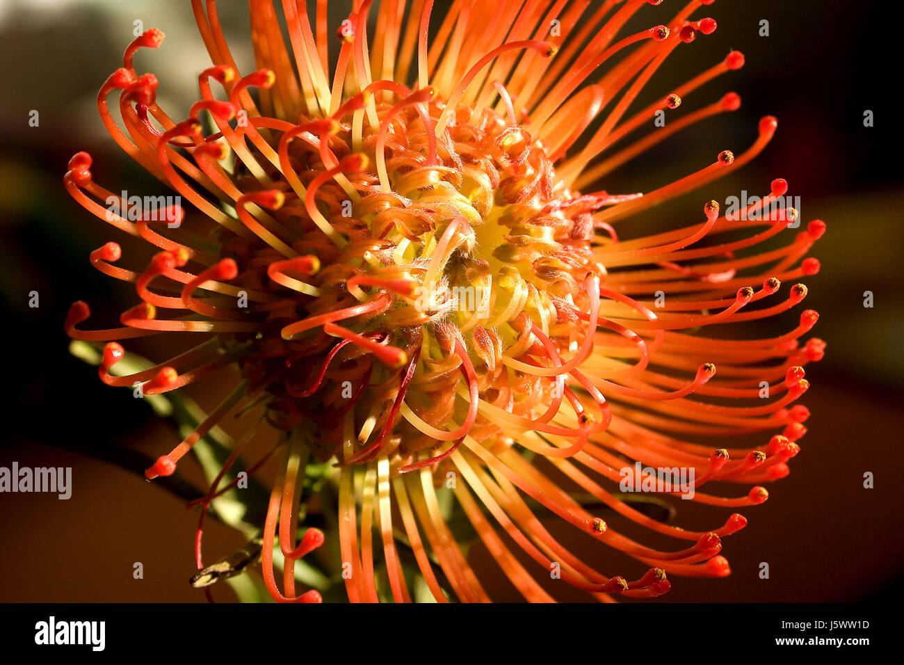 Lignotuber hi-res stock photography and images - Alamy