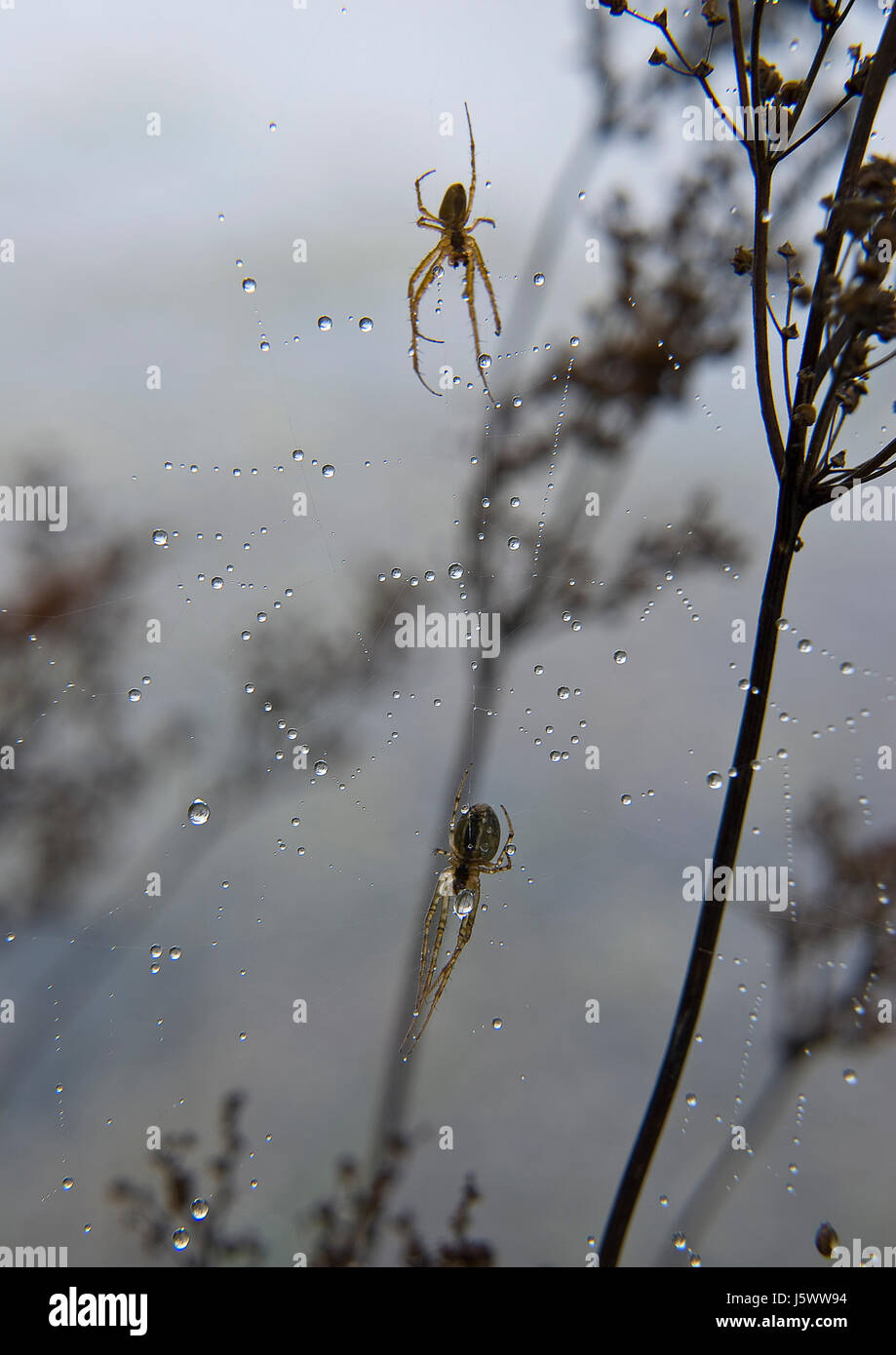 raindrop spider net spin water drop waterdrop water animal insect ...