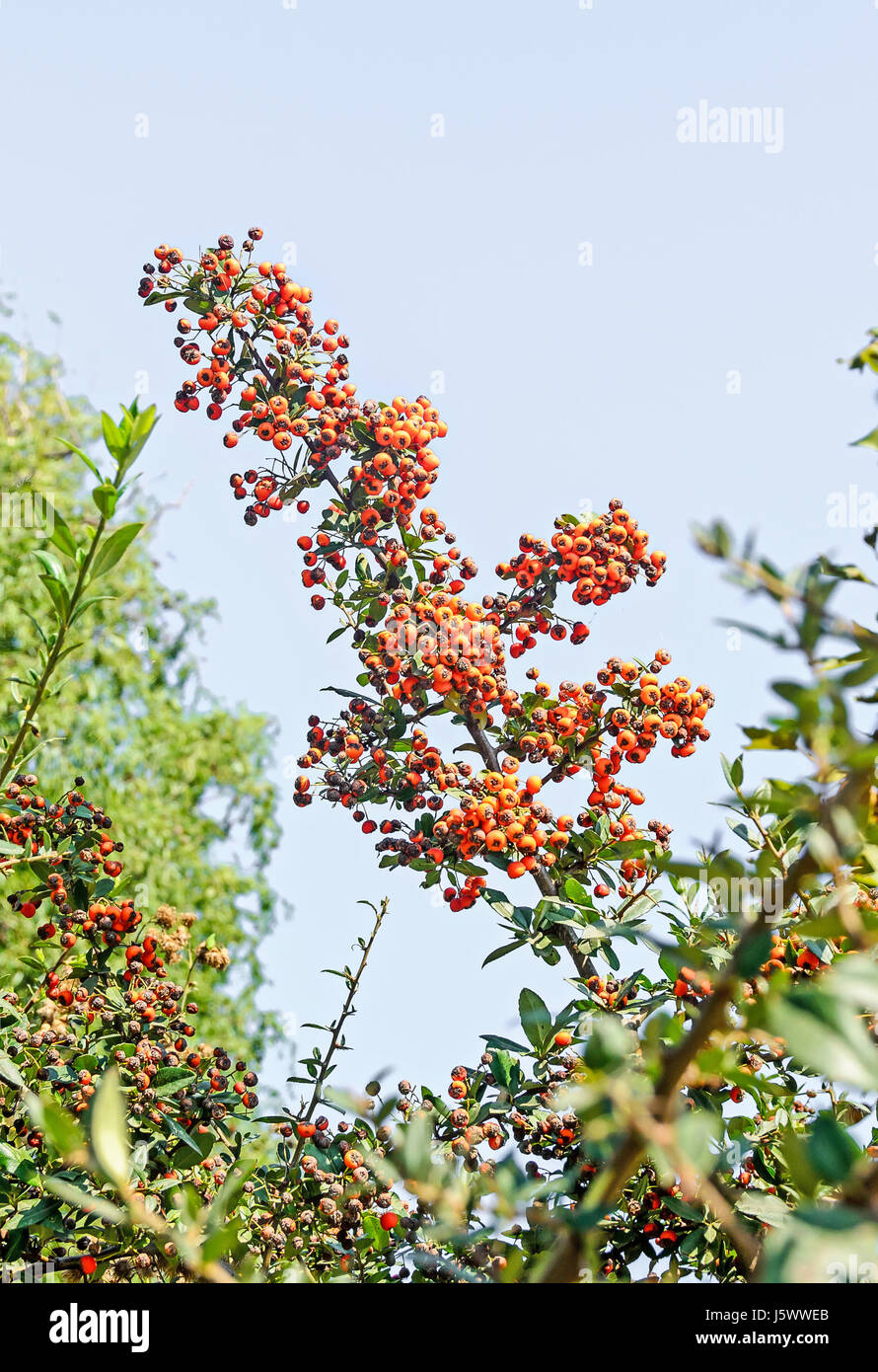 Pyracantha coccinea, the scarlet firethorn shrub, red orange berries ...