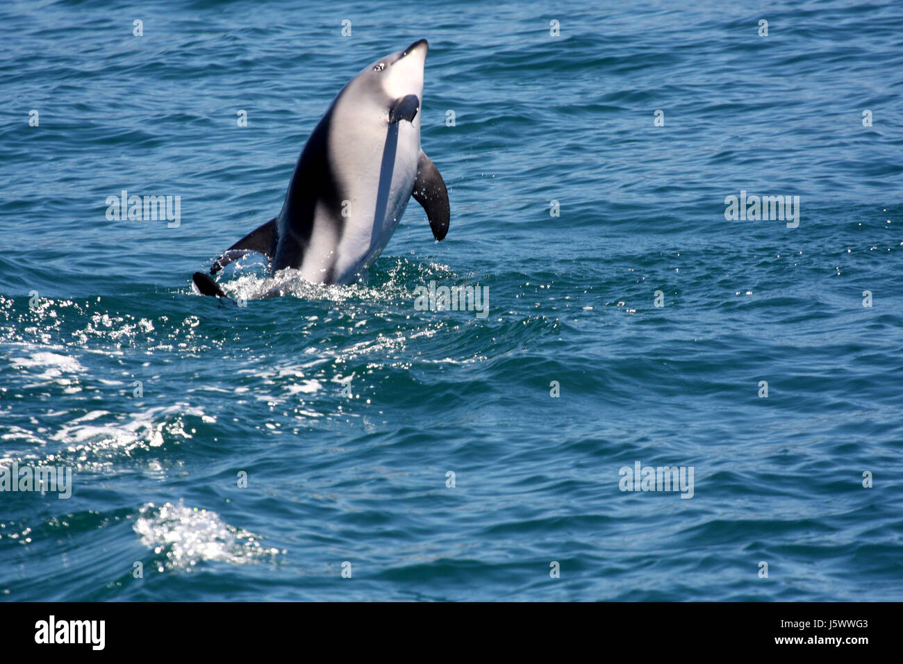 animal new zealand salt water sea ocean water dolphin big large ...