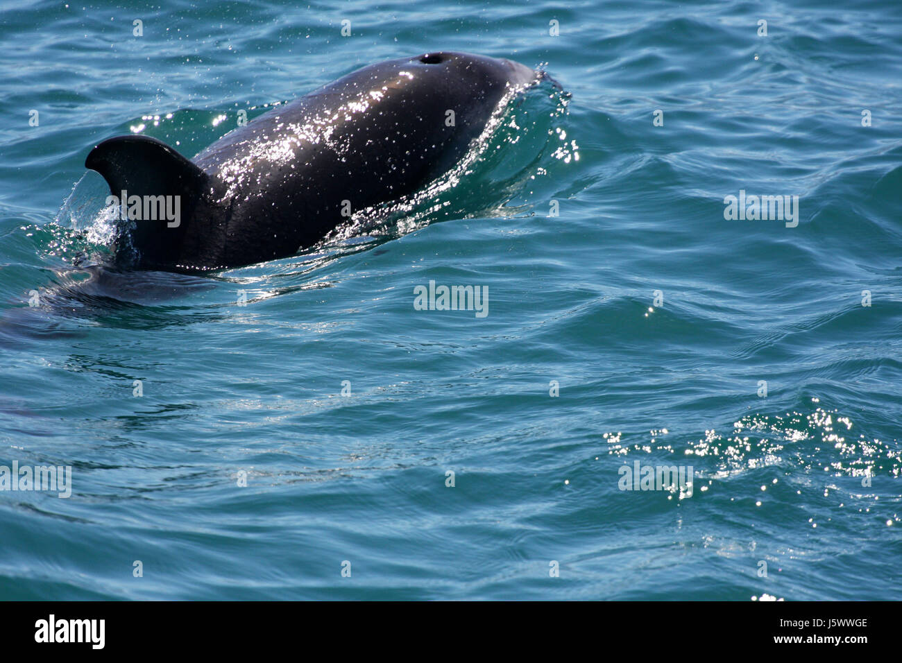 animal new zealand salt water sea ocean water dolphin big large ...