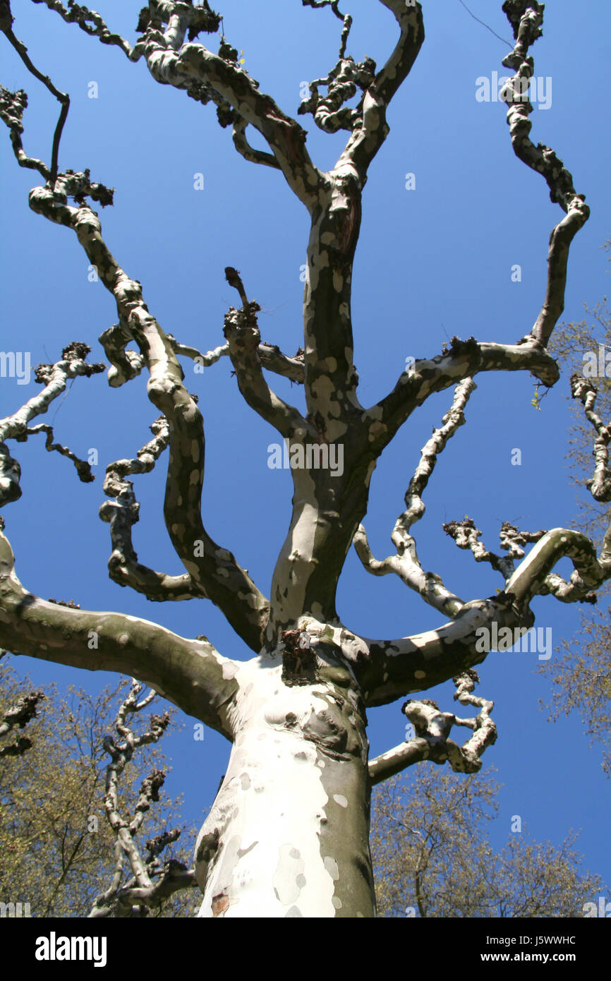 worms eye tree branches head of a tree sparse stinted worms eye tree ...