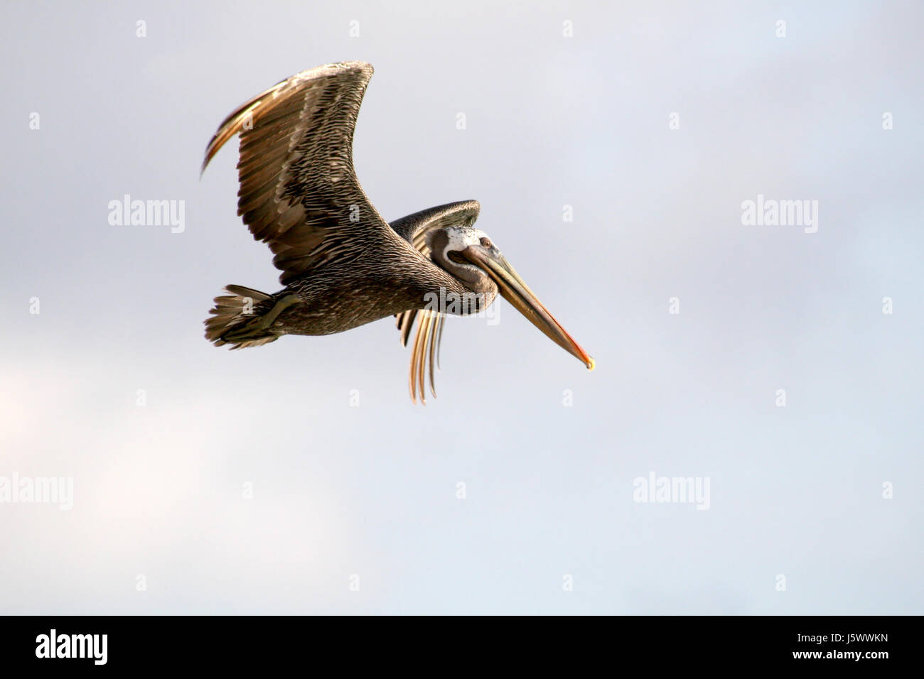 environment enviroment bird animals birds wing beak pelican beaks ...