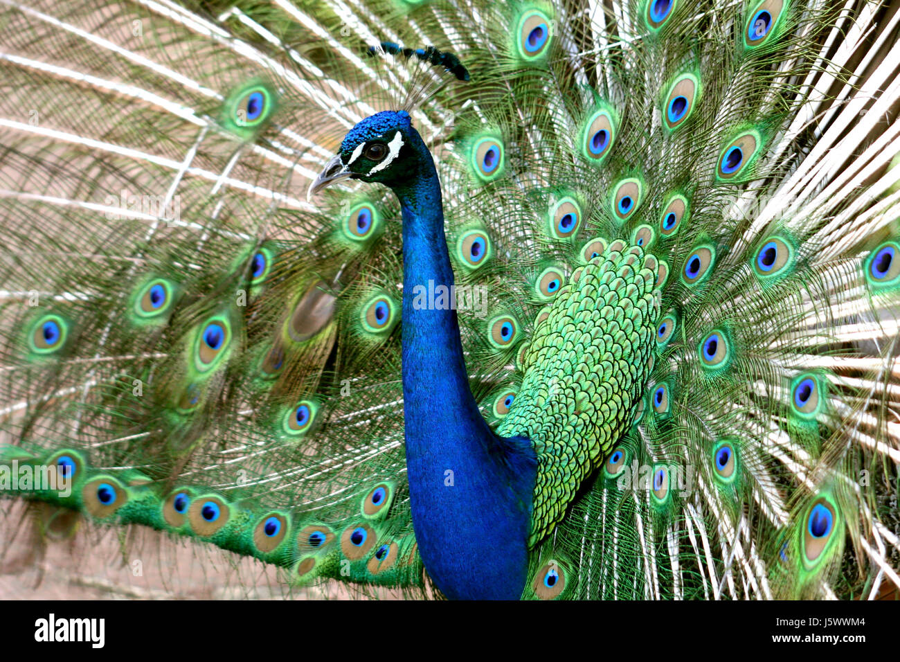 Colourful Pictures Of Peacock