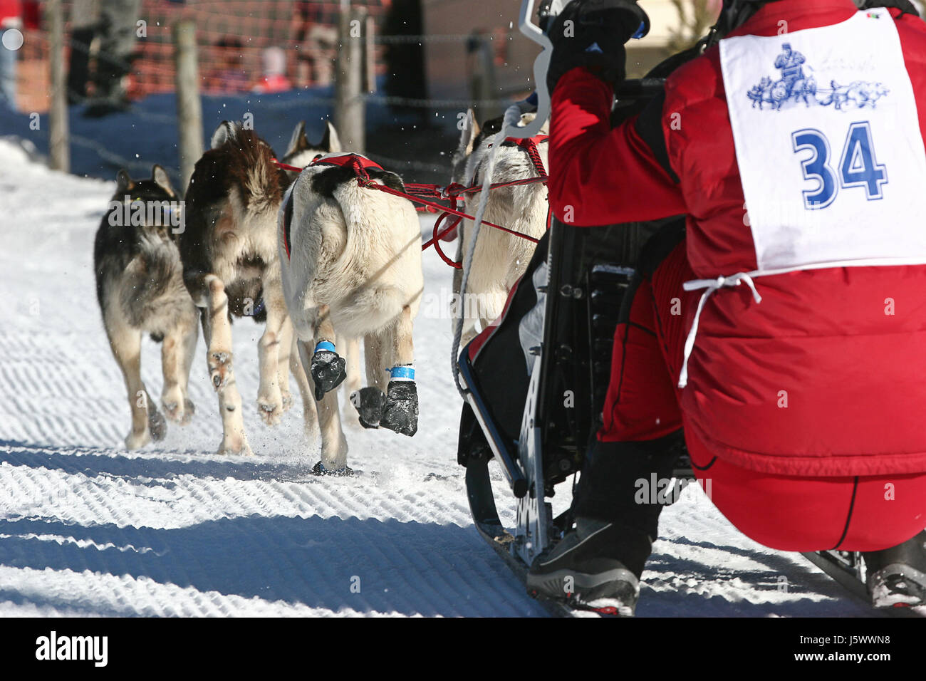sled dog races steering Stock Photo - Alamy