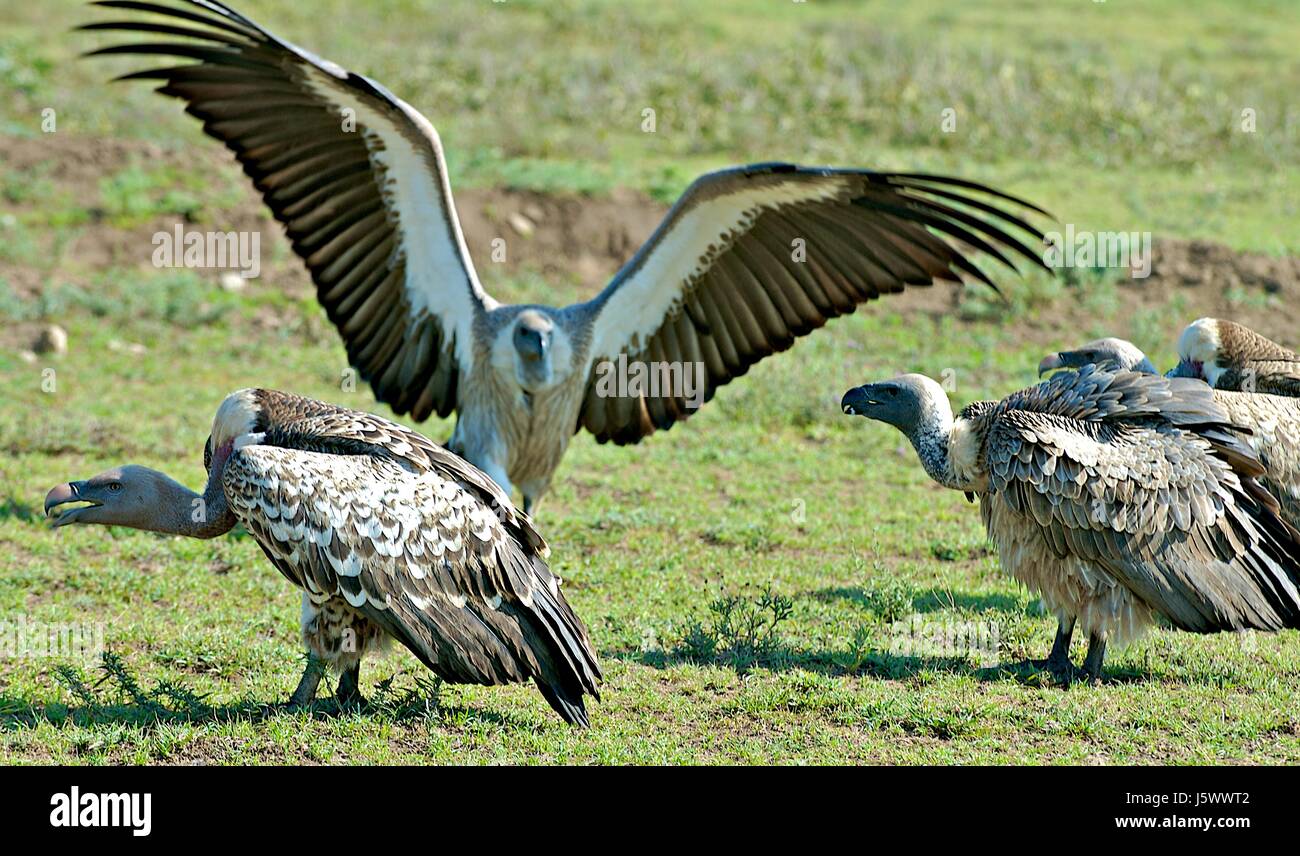 Einer beim landen hi-res stock photography and images - Alamy