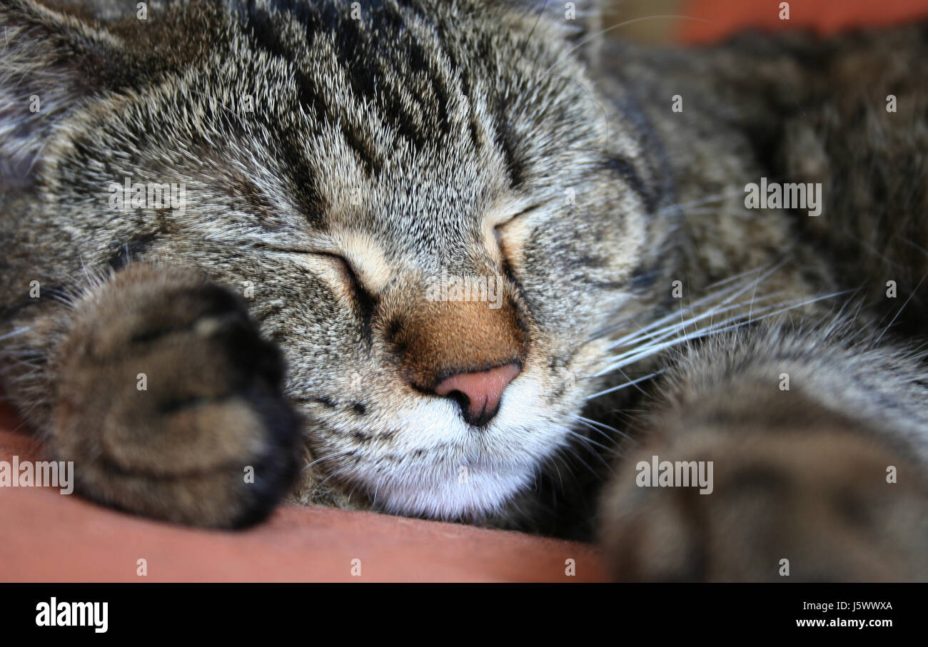 Tired kitties hi-res stock photography and images - Alamy