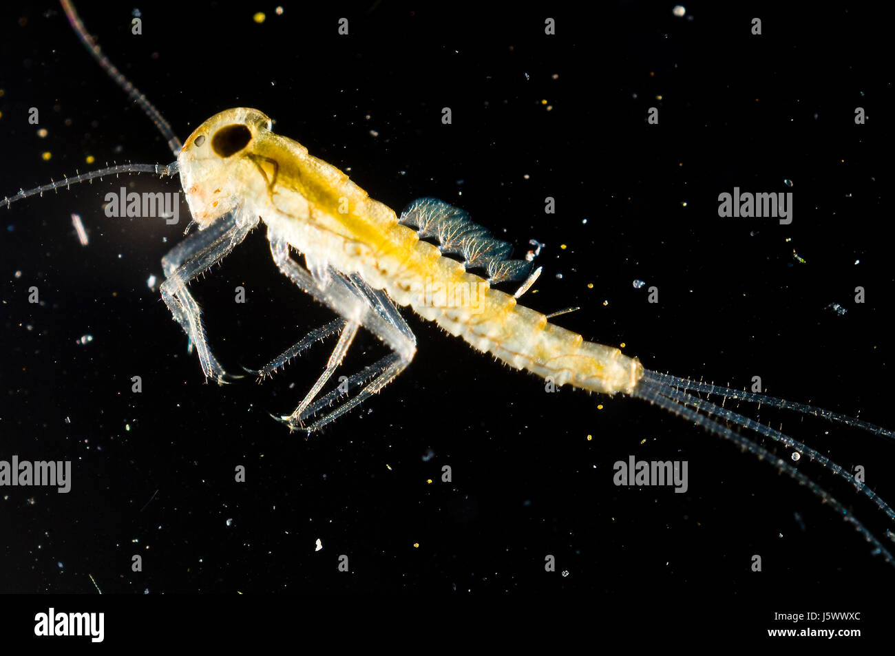 Insektenlarve hi-res stock photography and images - Alamy
