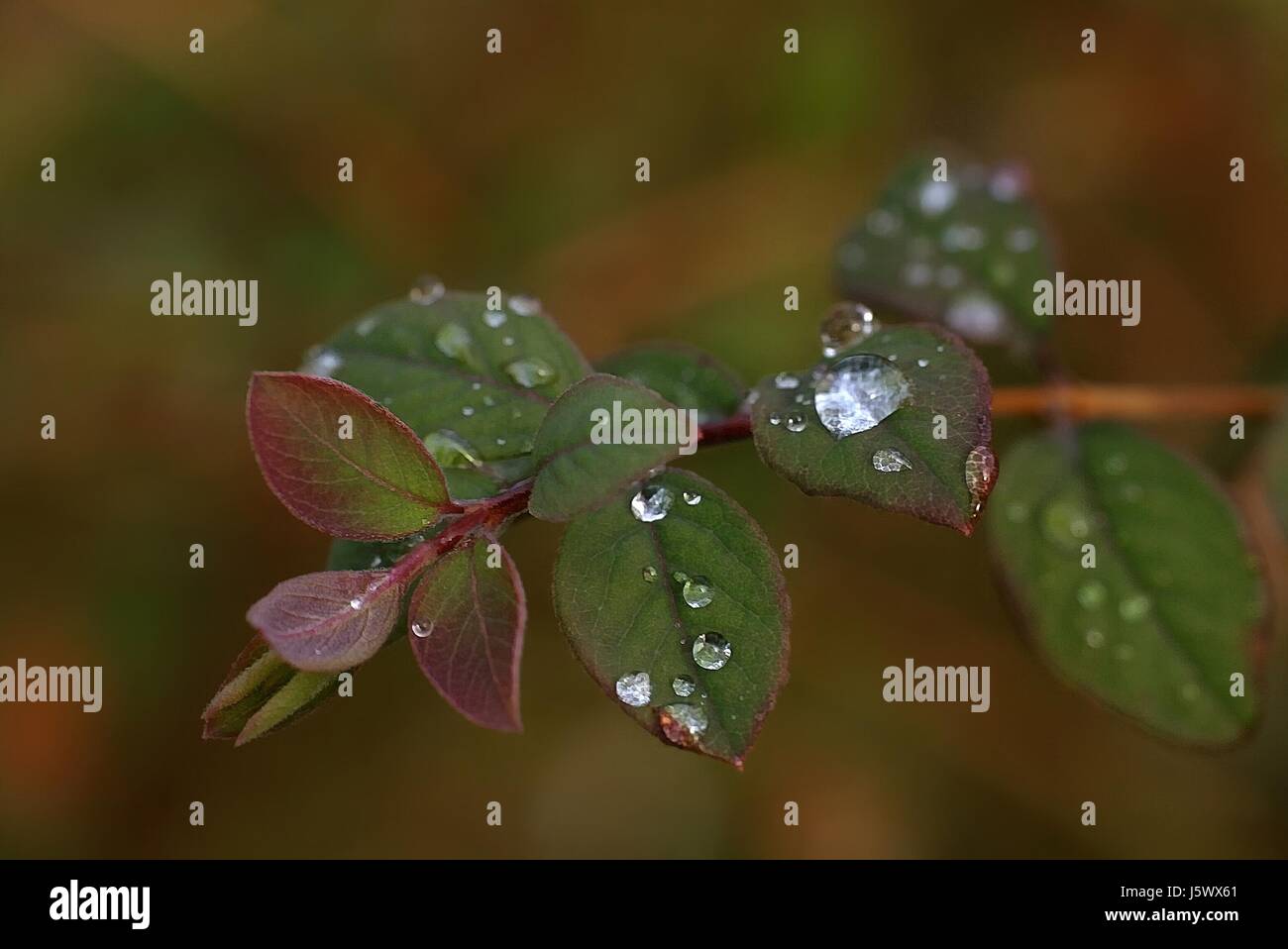 leaf branch wet water drop drip drops seeping sopping drips leaf green ...