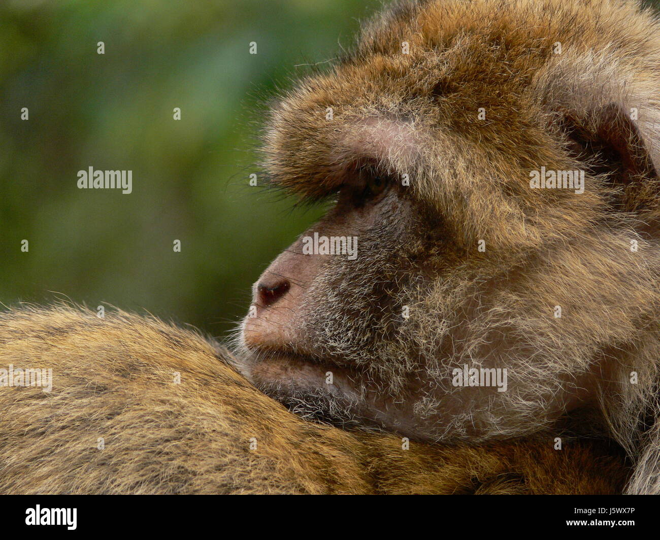 monkey berber profile sad monkey skin apes berber bored discontented ...
