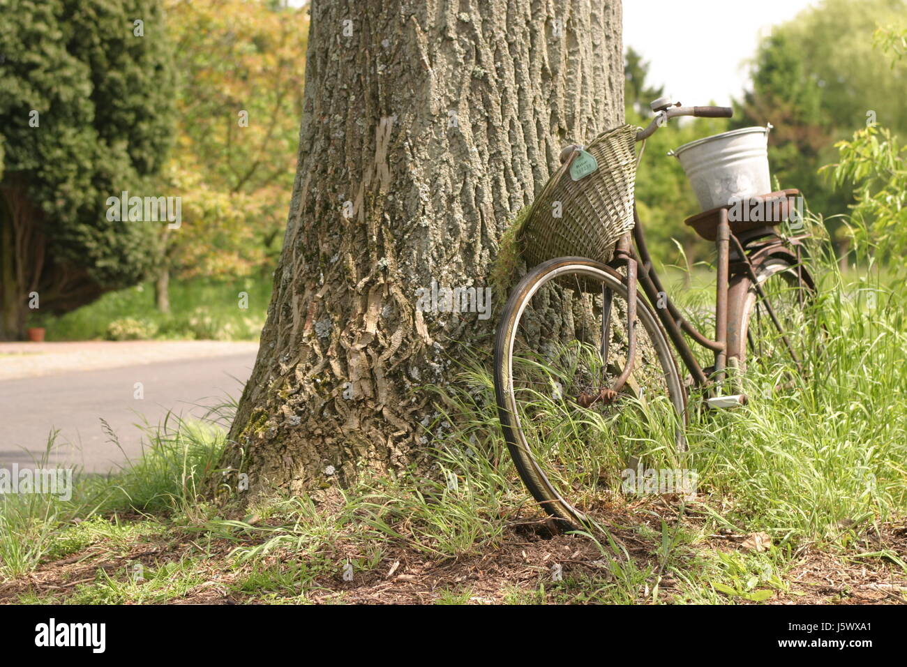tree rusted put down ajar cycle track bike bicycle cycle tree rusted ...