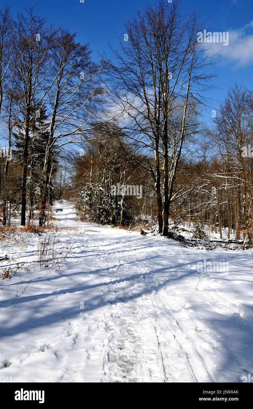 tree trees winter highlands snow forest shine shines bright lucent ...