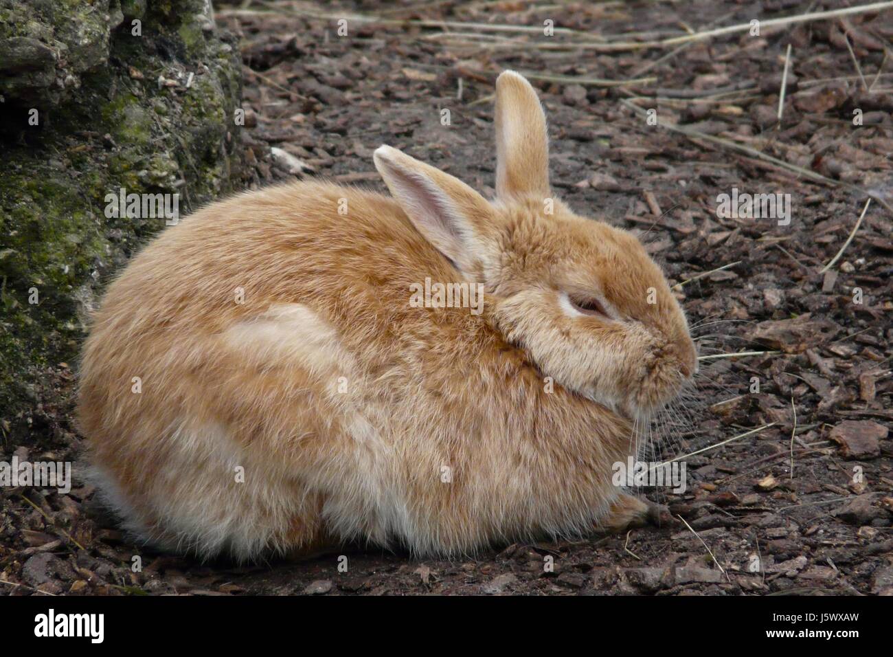 sleep sleeping rabbit hare tired easter-bunny rabbits bunny brown ...