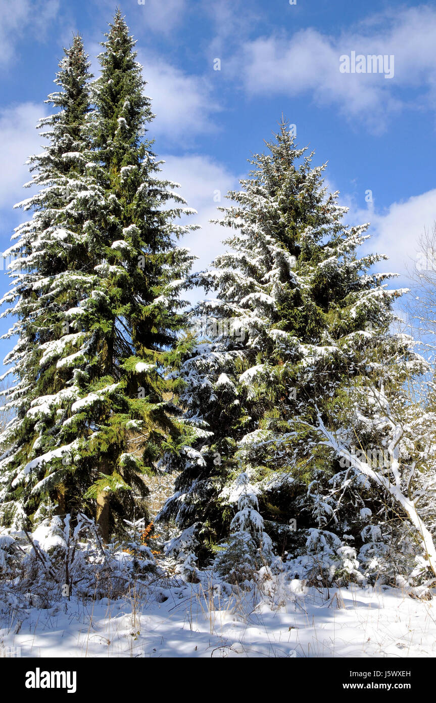winter pine botany conifer climate snow shine shines bright lucent ...