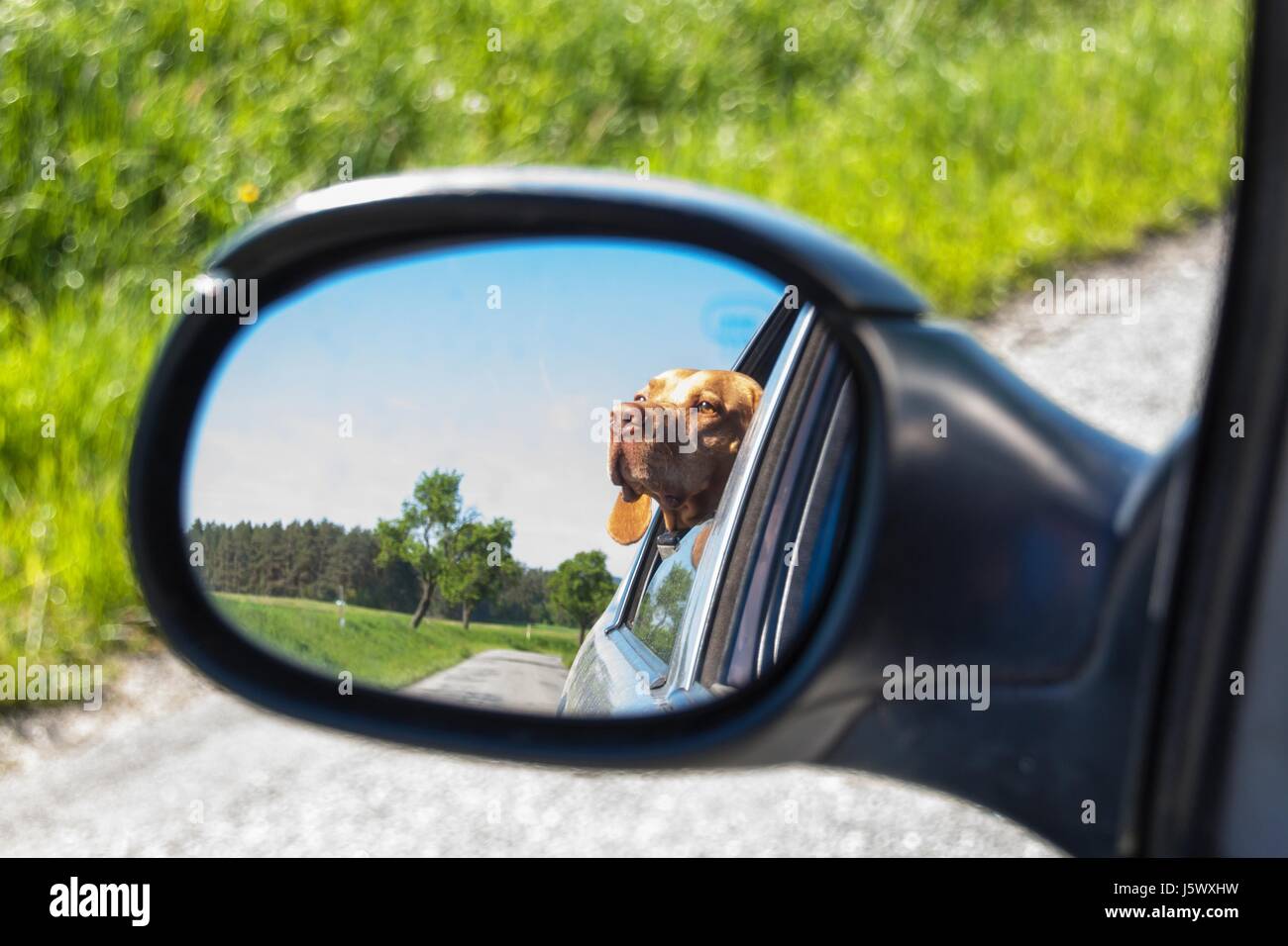 View of the dog in the rearview mirror of the car. Dog looking out the ...