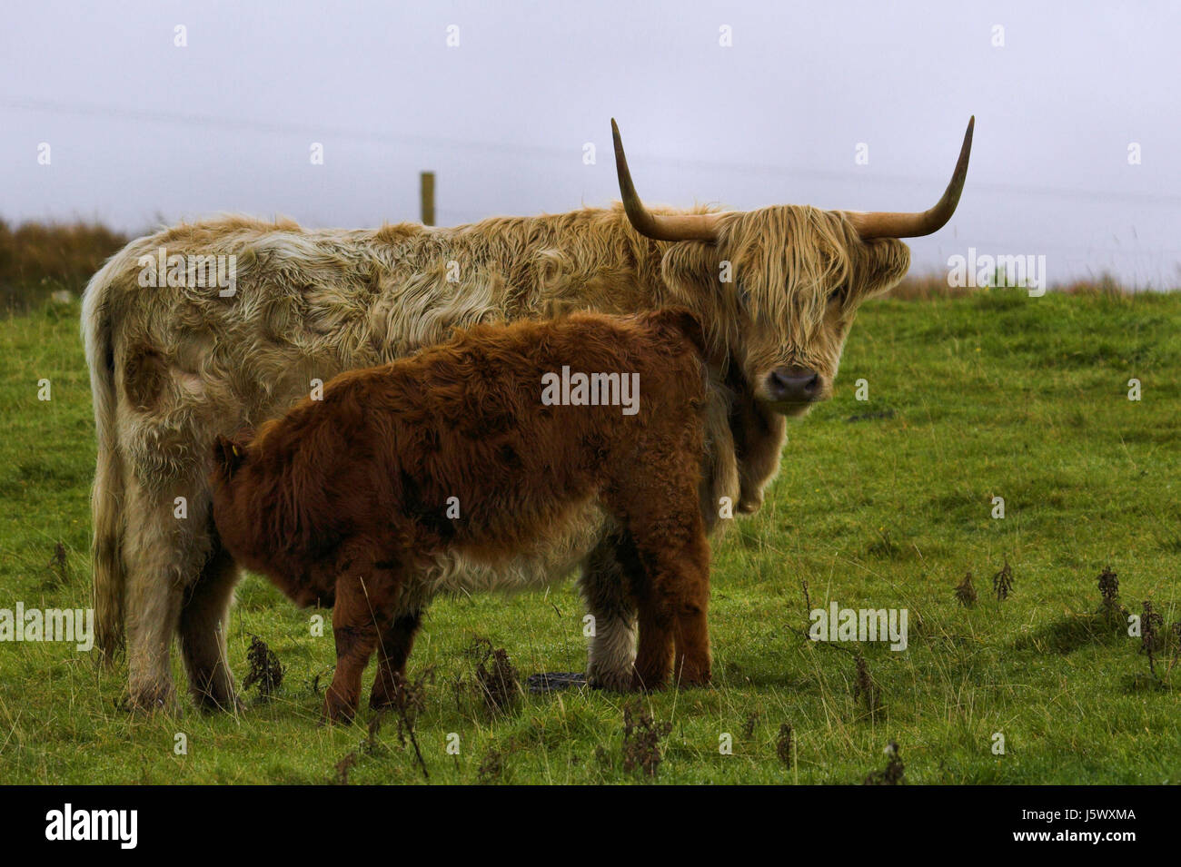 highlands rind of from isle island cow scotland galloway schottland ...