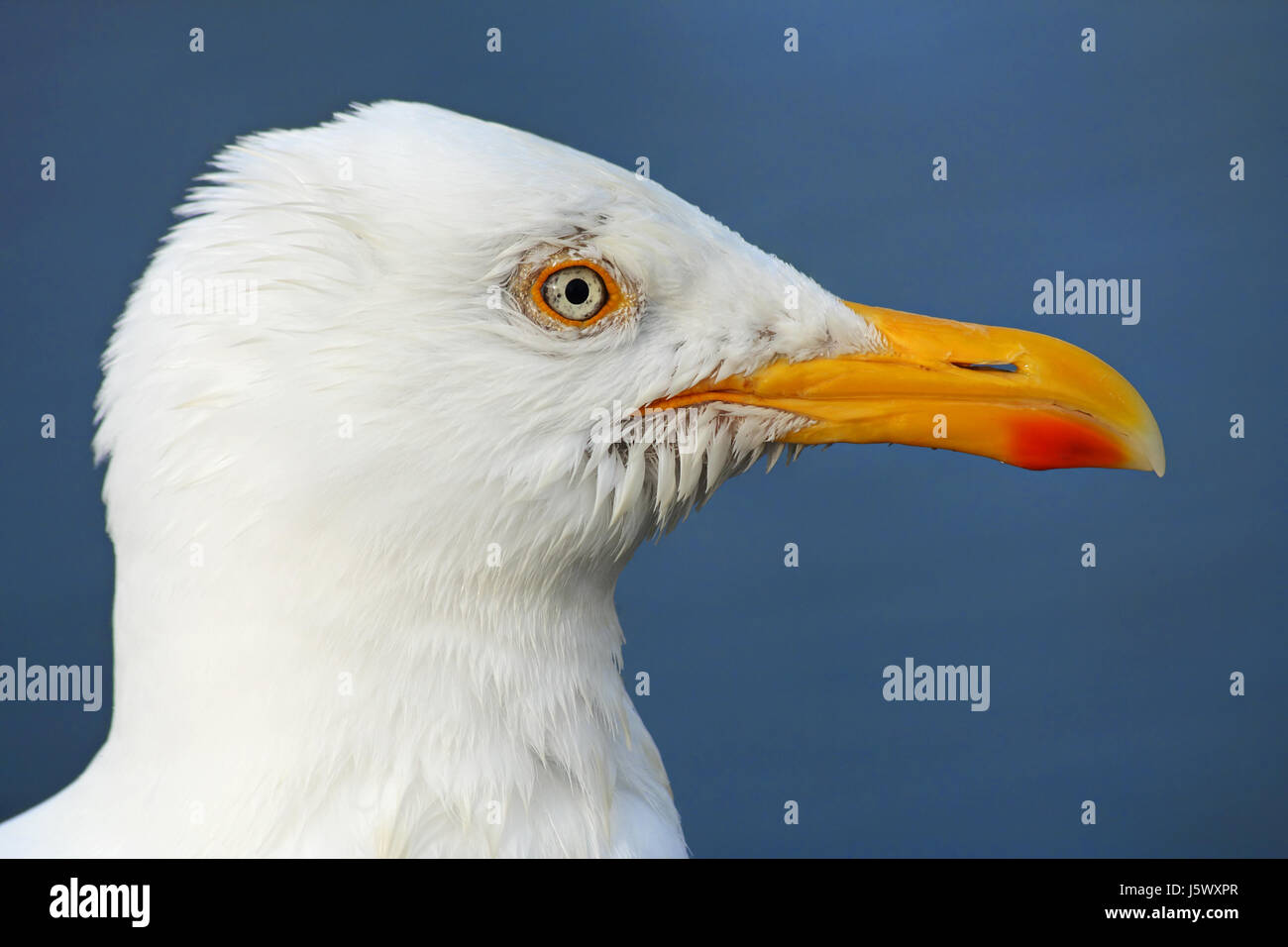 profile bird eye organ salt water sea ocean water head seagull gull ...