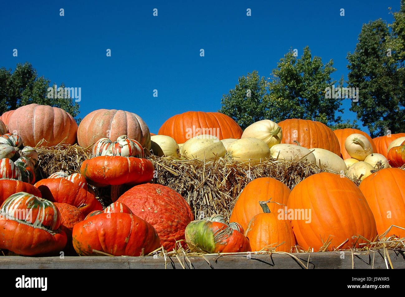 agriculture farming halloween pumpkin nature blue agriculture farming ...