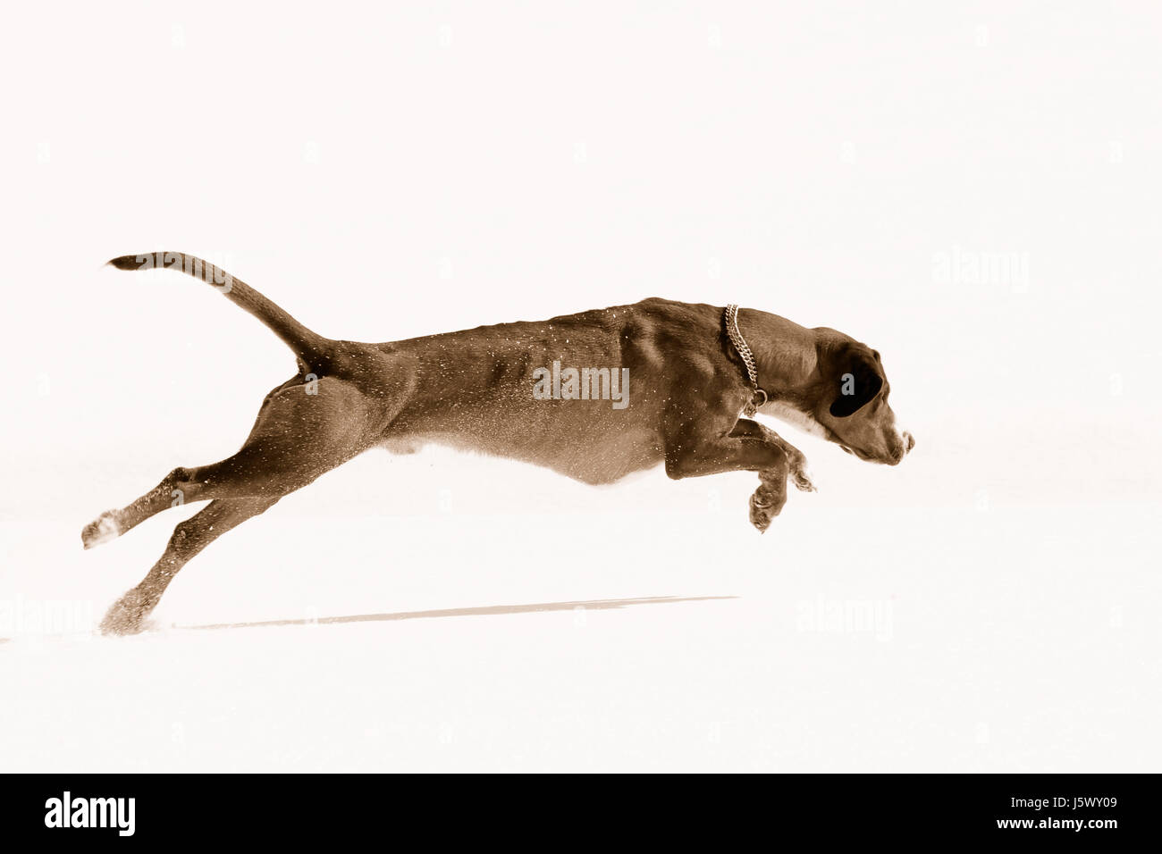 Pumasprung Cut Out Stock Images & Pictures - Alamy