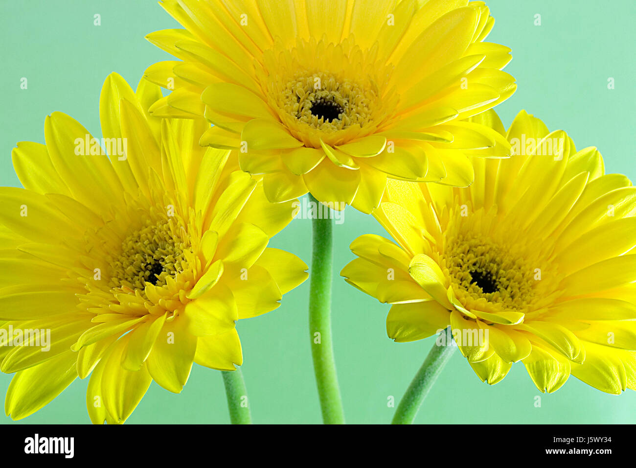 Triplets flower hi-res stock photography and images - Alamy
