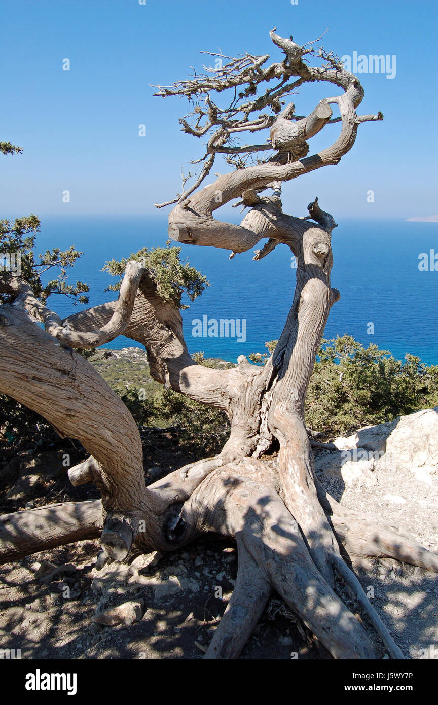 tree south weatherworn snaggy skeleton nature old blue tree green trunk ...