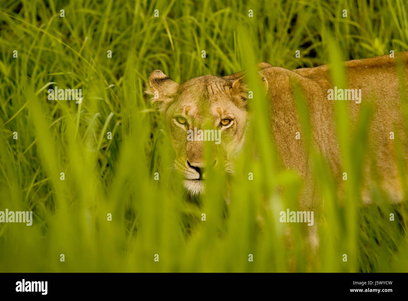 animal wild africa lion cat big cat feline predator emperor king hunts ...