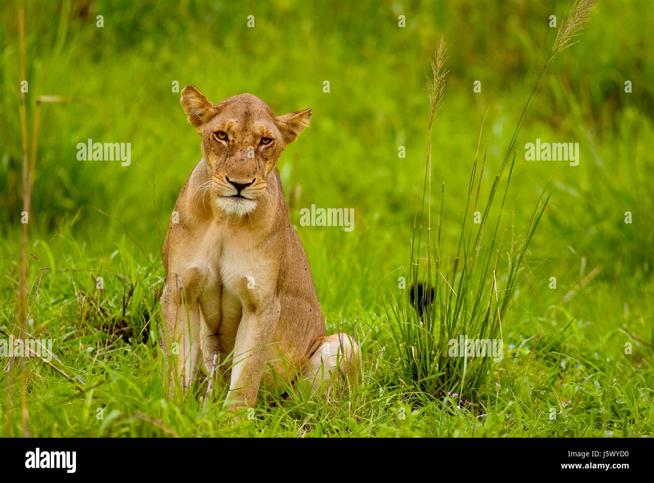 animal wild africa lion cat big cat feline predator emperor king hunts ...