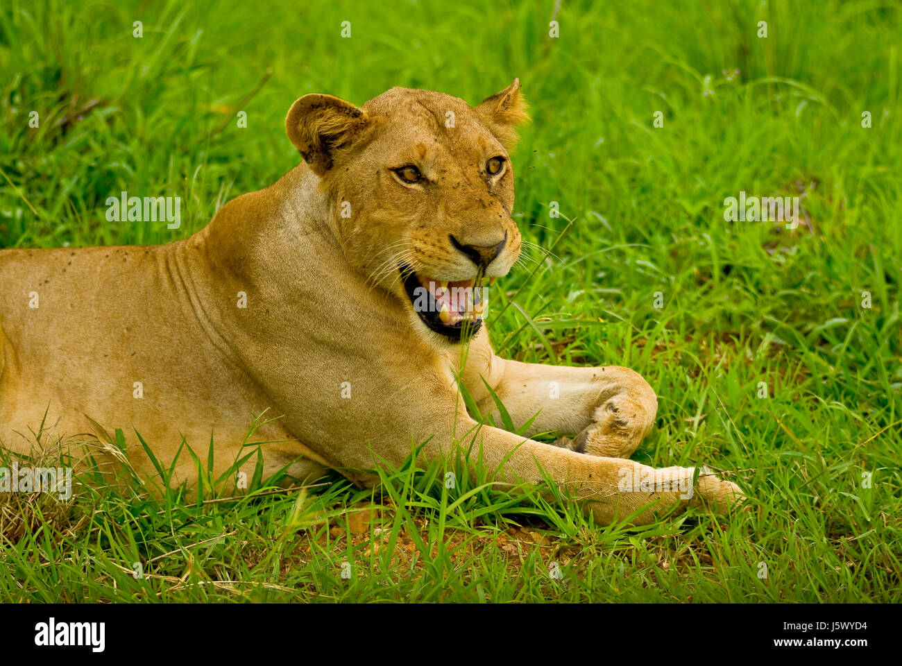 animal wild africa lion cat big cat feline predator emperor king hunts ...