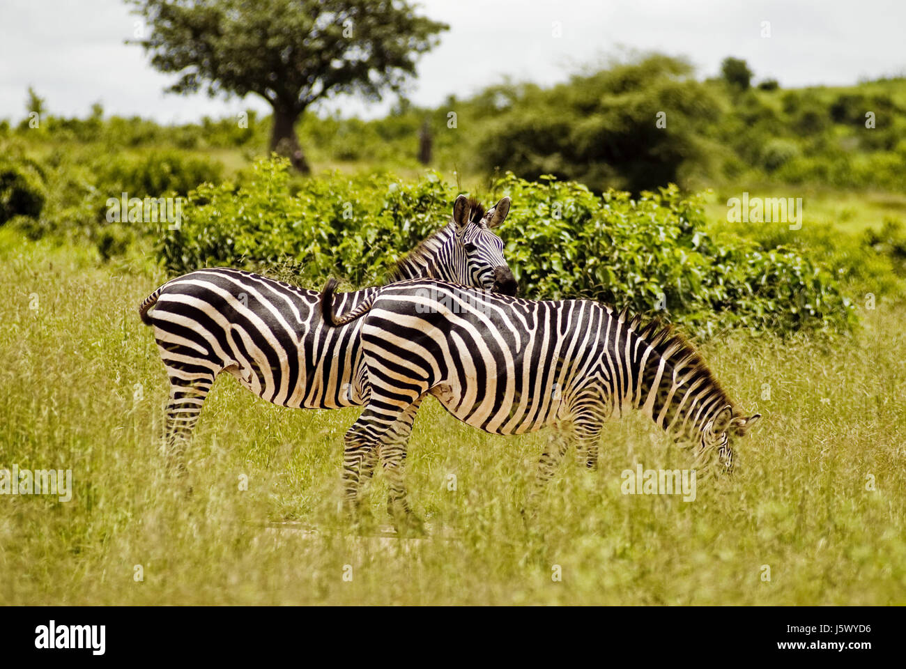 animal wild africa savannah zebra hunts tanzania dangerous animal wild ...
