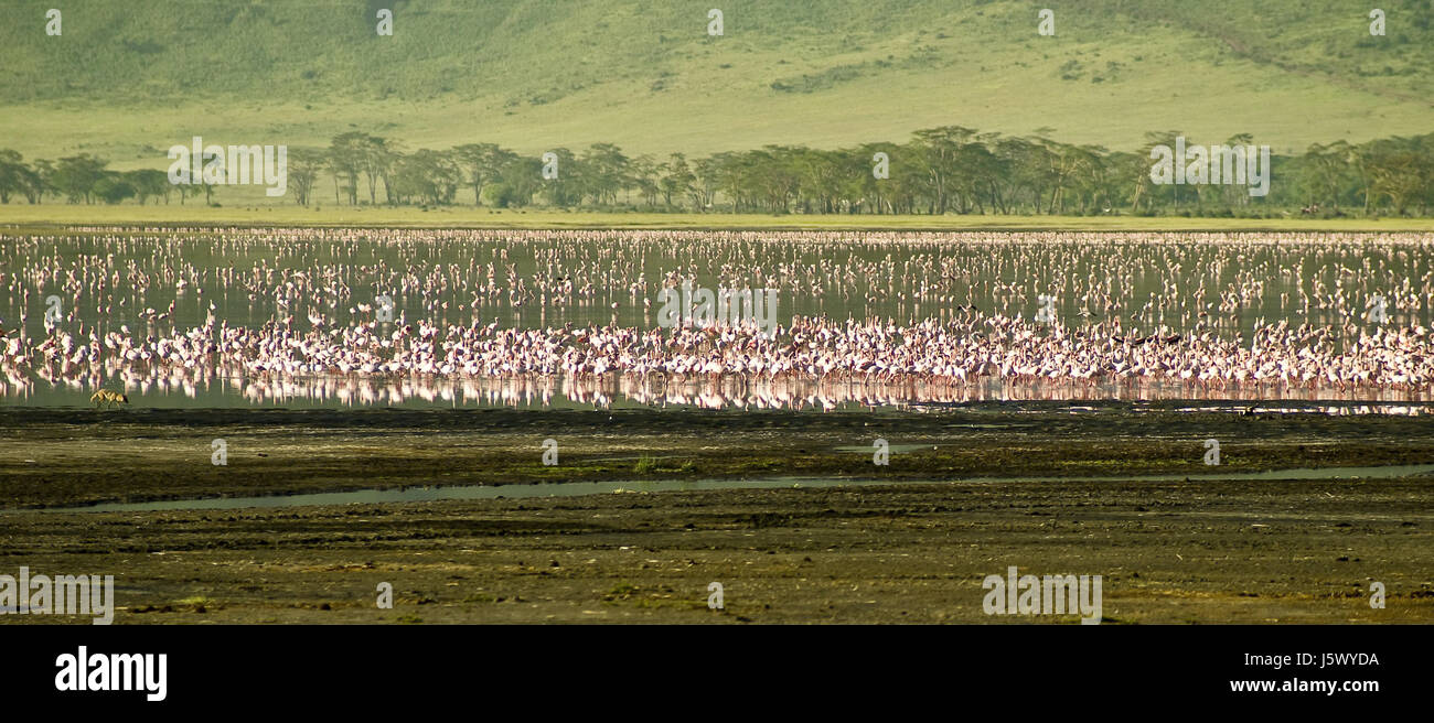 Birds forest africa hi-res stock photography and images - Alamy