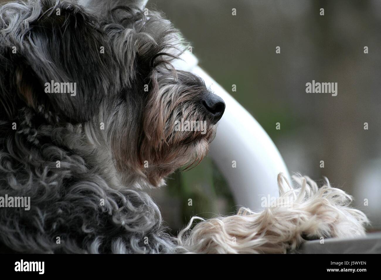 animal pet curious nosey nosy look glancing see view looking peeking ...