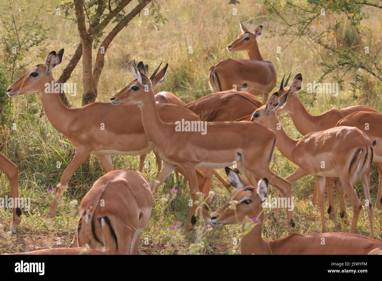 africa wildlife deer faun uganda savage haggardly nature africa ...