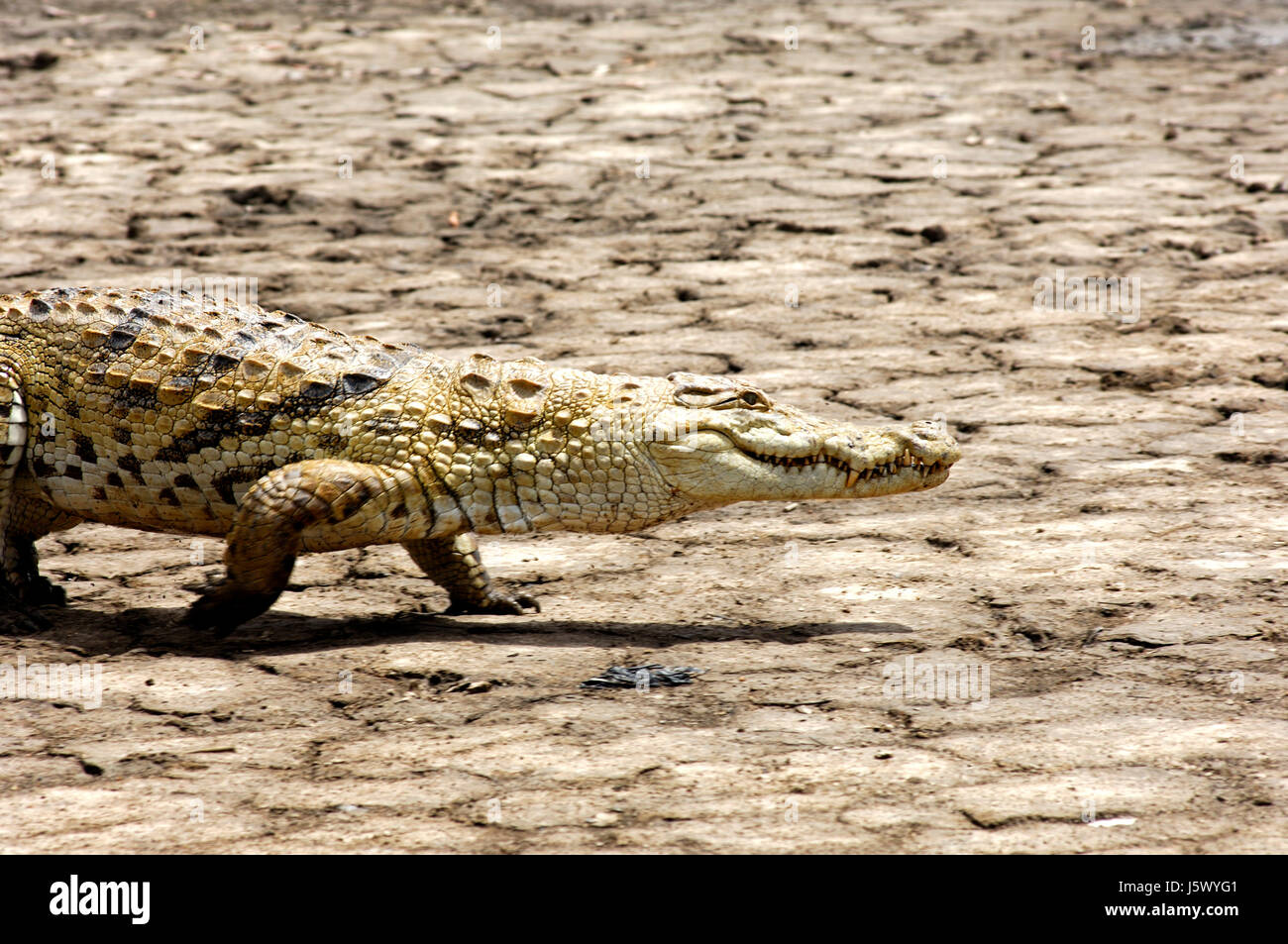 environment enviroment animal reptile swamp crocodile roams climate ...