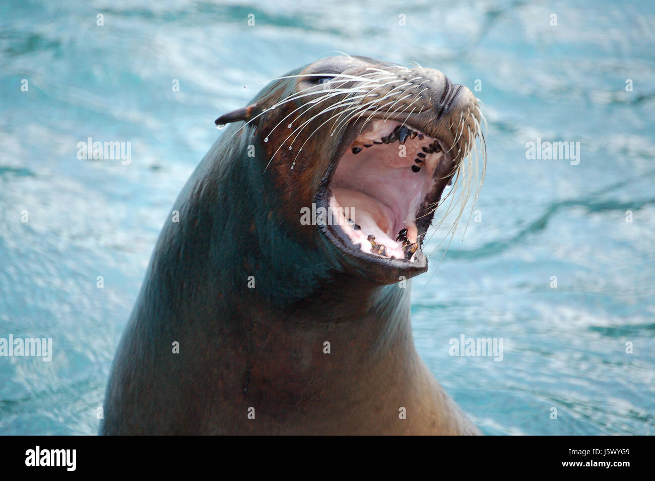 animal mammal seal animal mammal seal muzzle shouting shout seesugetier ...
