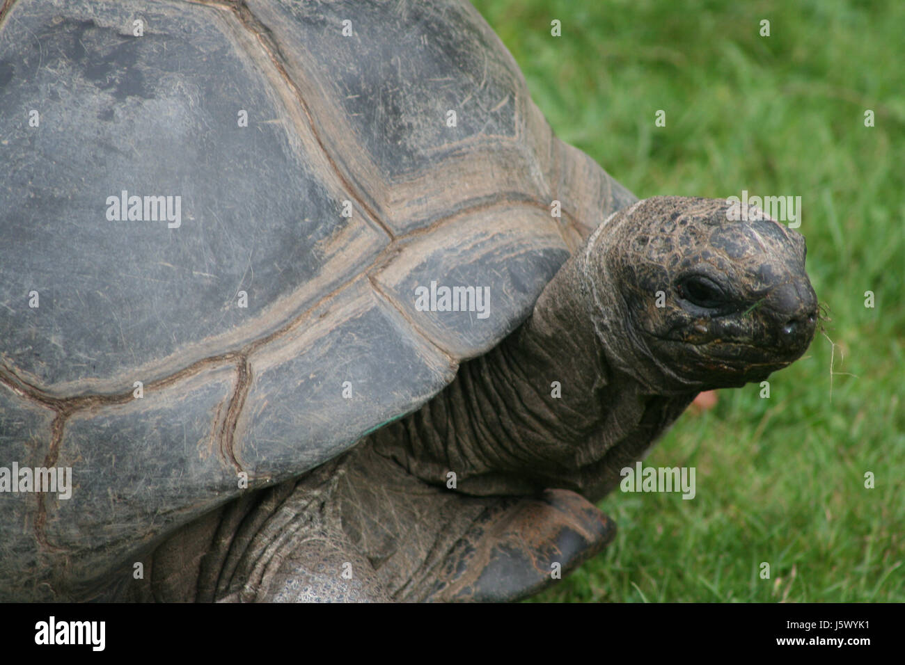 Colossuses High Resolution Stock Photography and Images - Alamy