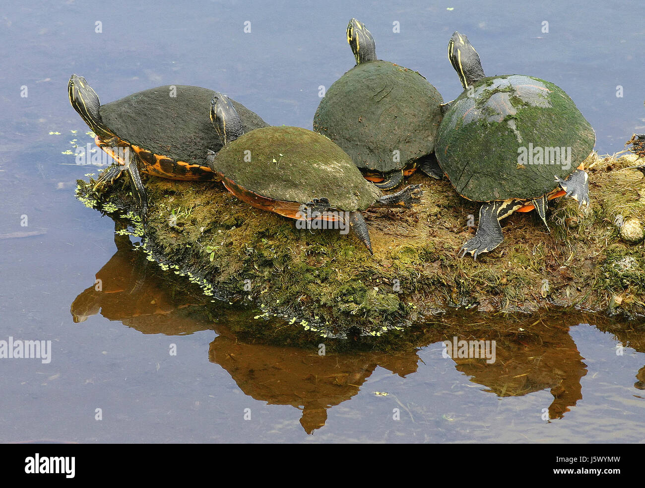 animal amphibian shell creature turtle tortoise fresh water lake inland ...