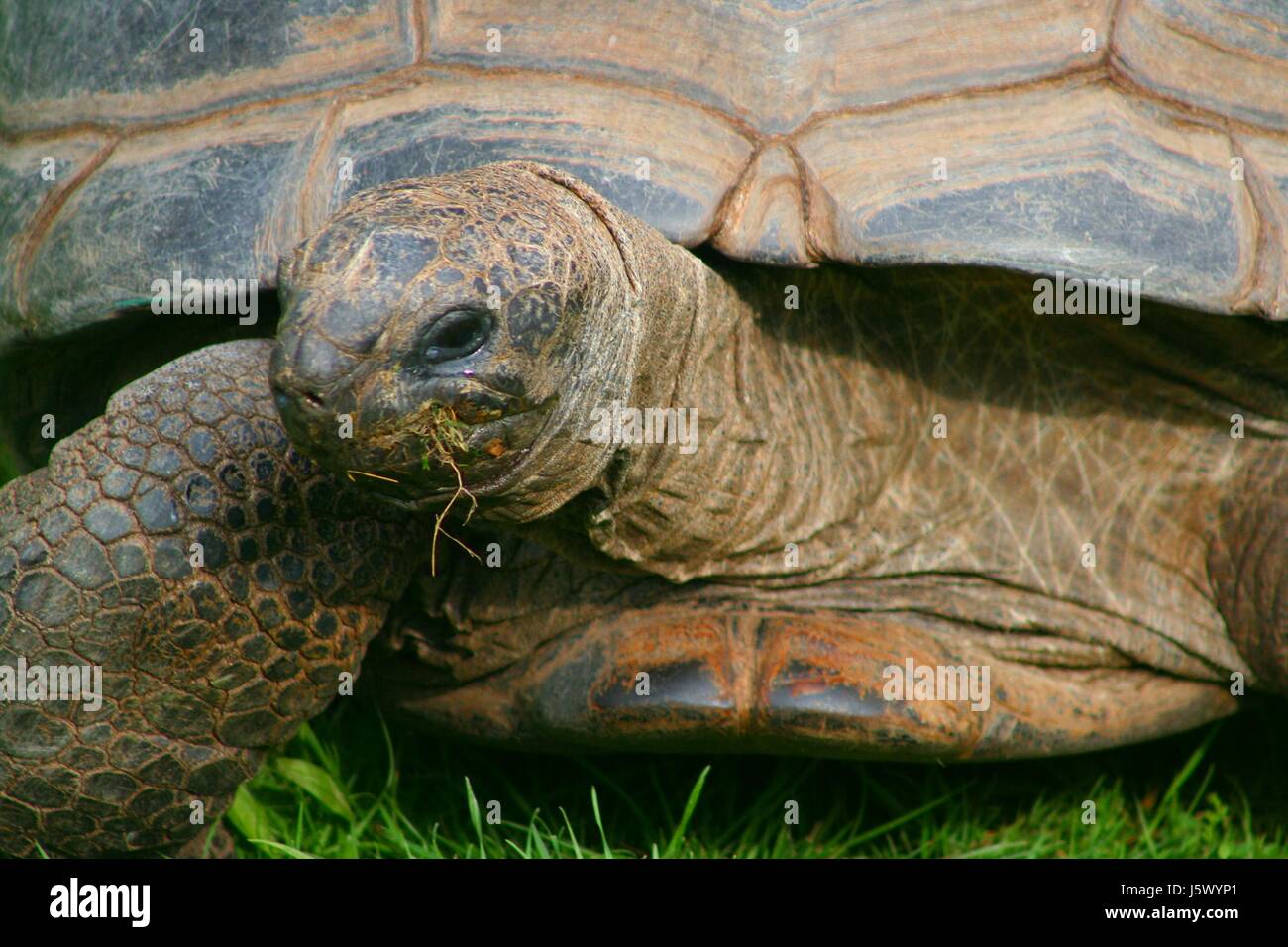 armour toad colossuses shield turtle tortoise reptile armour reptiles ...