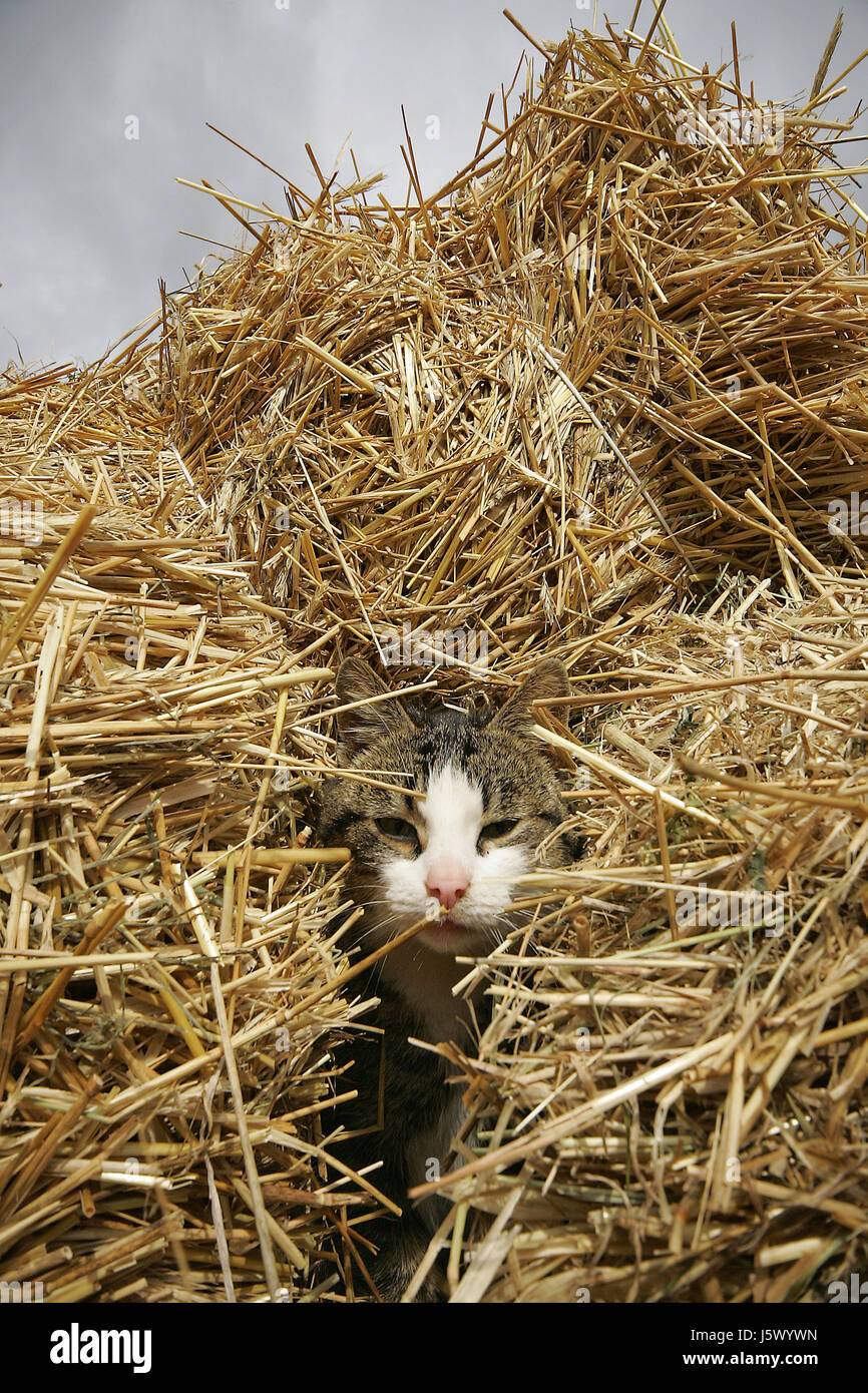 animal hunt hay straw hiding-place pussycat cat domestic cat hunting ...
