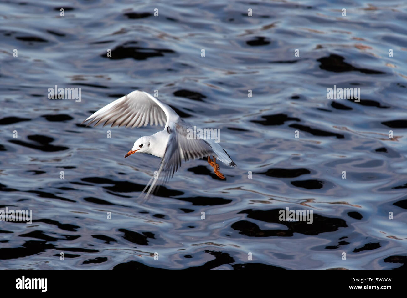 Flying movement hi-res stock photography and images - Alamy