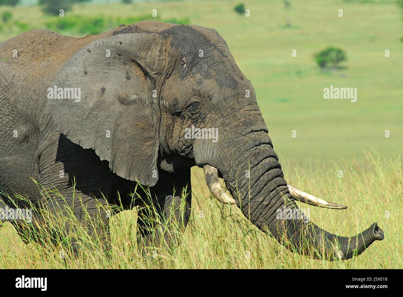 africa elephant proboscis pastureland tanzania head mammal africa ...
