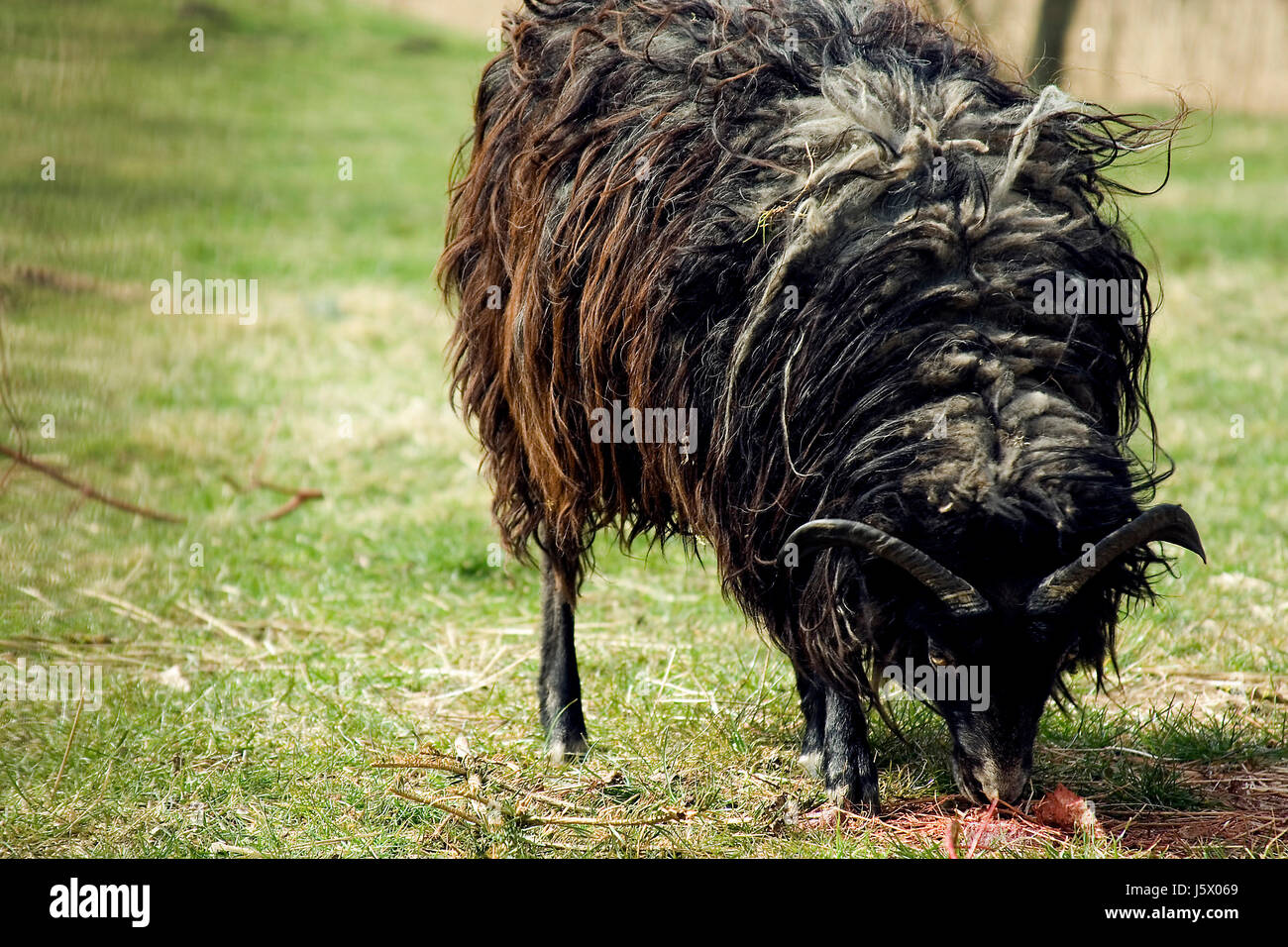 Old goat farm hi-res stock photography and images - Alamy